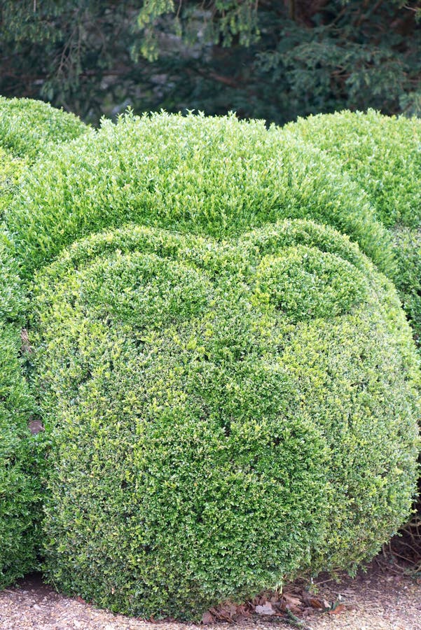 A Hedge Topiary Cut into the Shape of a Face Stock Photo - Image of ...