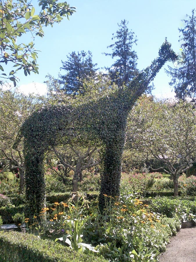 Topiary Giraffe Stock Photos - Free & Royalty-Free Stock Photos from ...