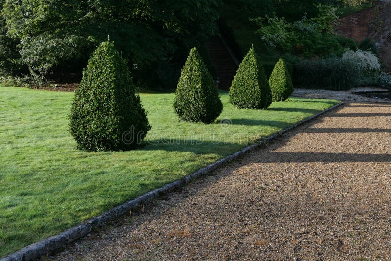 Topiary Image with Four Pyramid Shaped Bushes with Long Evening Shadows ...