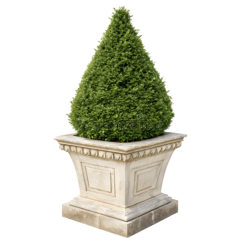 Topiary isolated on white stock illustration. Illustration of ...
