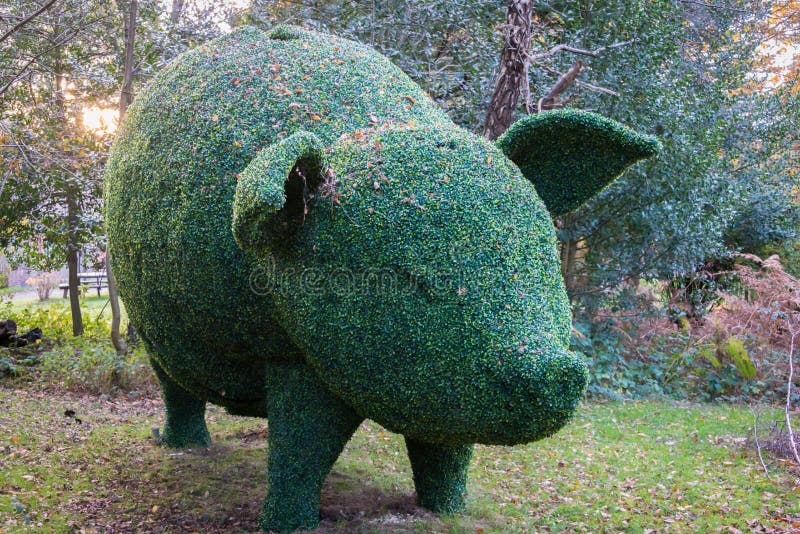 Topiary pig stock image. Image of sculpture, pork, leaf - 36315367