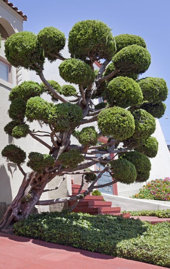 Topiary stock image. Image of trees, tree, shrub, shaped - 85713965