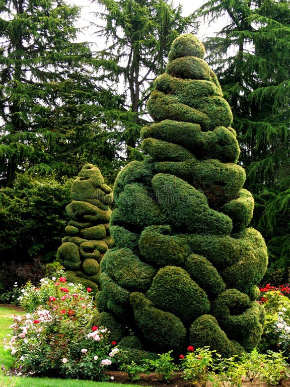 Topiary Tree stock image. Image of wavy, park, cultural - 3328717