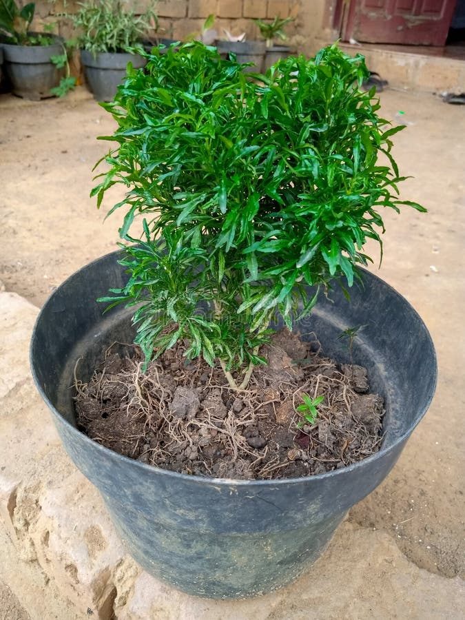 Topiary Tree in Black Pot. Portrait Style Stock Photo - Image of food ...