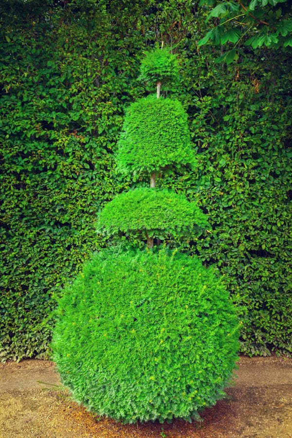 Topiary tree stock image. Image of destinations, botanical - 53363115