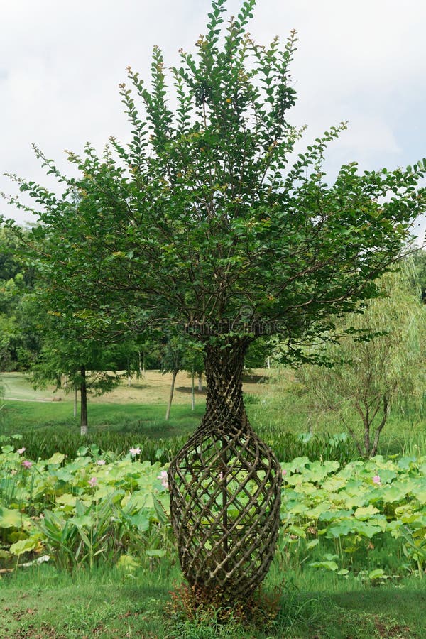 Topiary tree in garden stock image. Image of plant, tree - 394369483