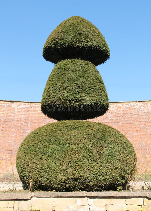 Topiary Tree. stock image. Image of garden, tree, grow - 142422035