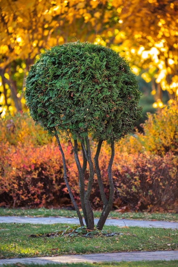 Topiary Tuya Tree Perfect for Landscape Design Stock Image - Image of ...