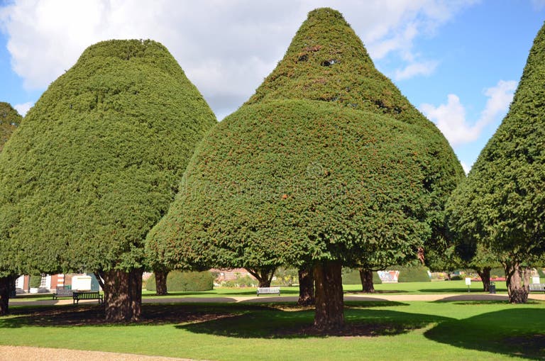 Topiary yew trees stock photo. Image of topiary, hedge - 61121814