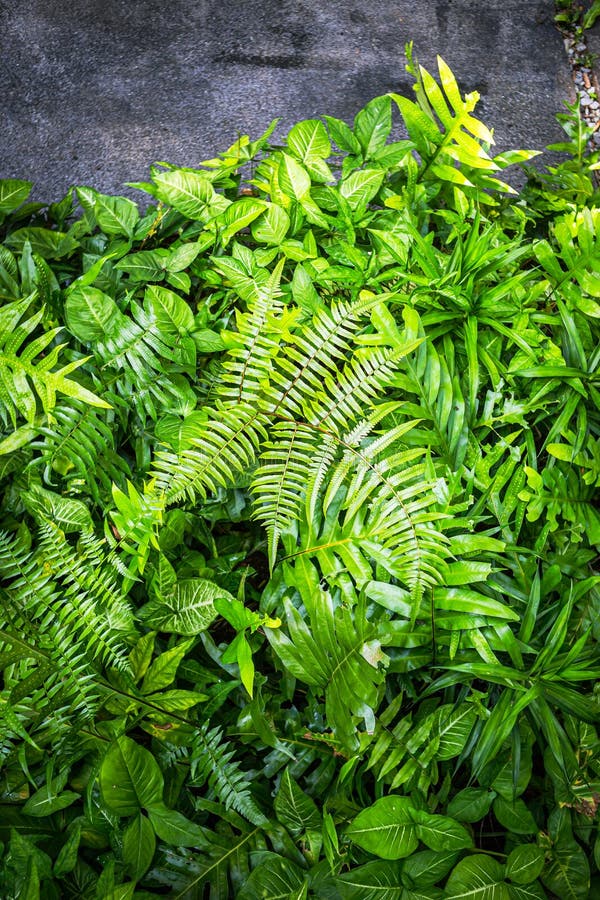 Topical Fern is Very Beautiful Plant in the Forest Stock Photo - Image ...