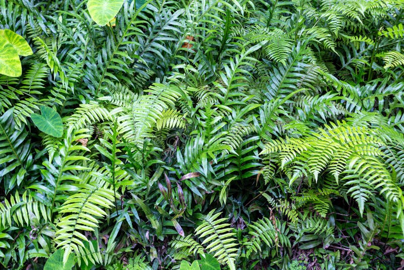 Topical Fern is Very Beautiful Plant in the Forest Stock Image - Image ...
