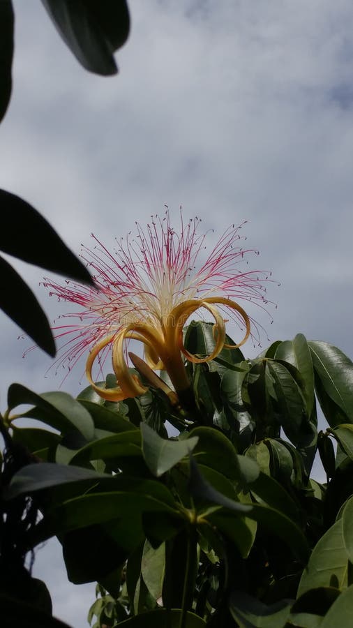 Topical flower stock photo. Image of topical, heavenly - 106617722