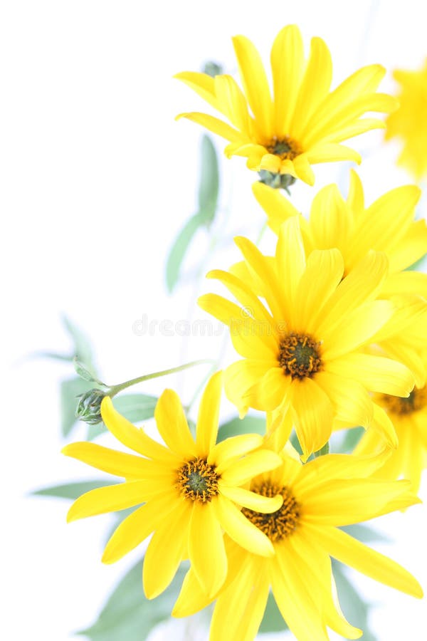 Topinamburs stock image. Image of jerusalem, summertime - 26232269