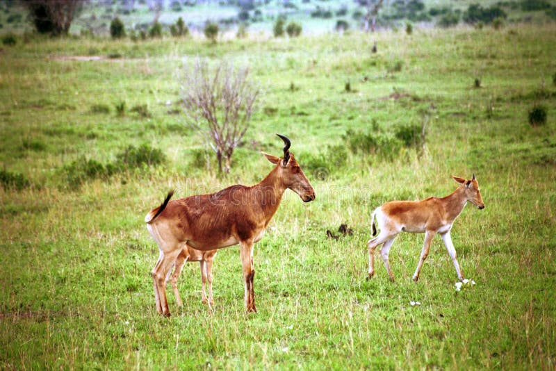 Topis, Maasai Mara Game Reserve, Kenia Imagen de archivo - Imagen de ...