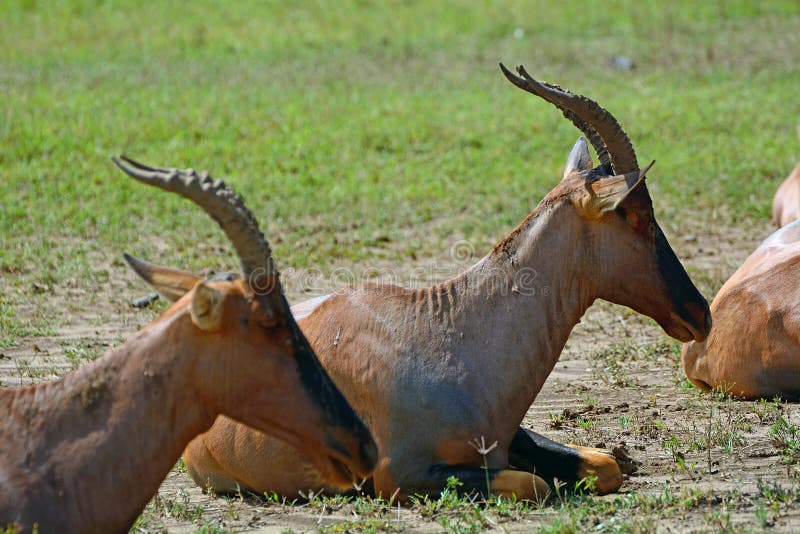 Topis, Maasai Mara Game Reserve, Kenya Stock Image - Image of poacher ...