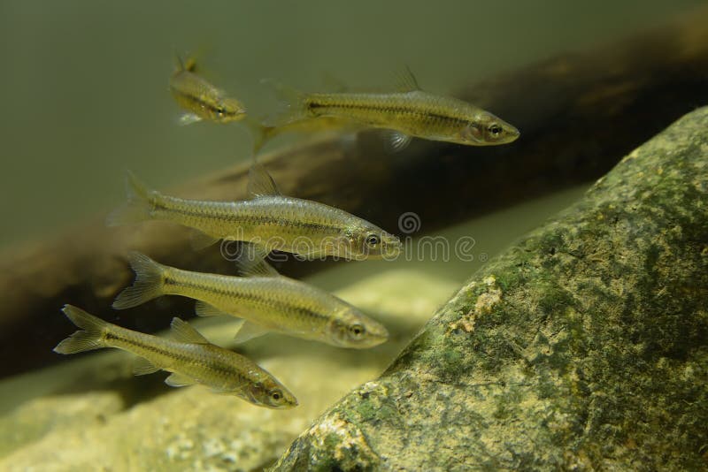 Pseudorasbora Parva, Stone Moroko or Topmouth Gudgeon, Freshwater Fish ...