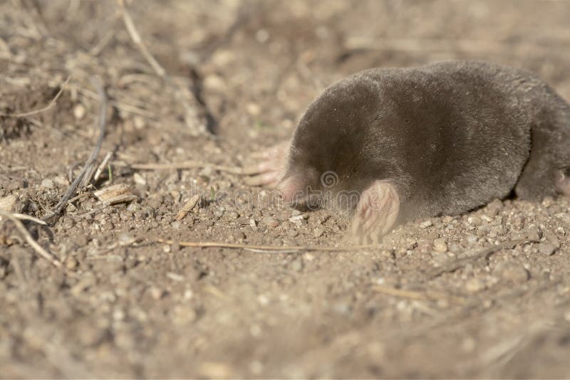 Topo imagen de archivo. Imagen de manos, topera, piel - 14505231