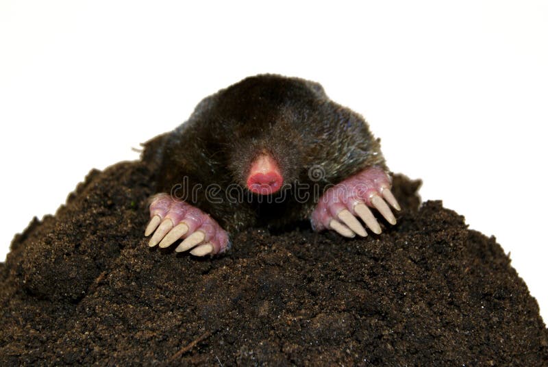 Topo imagen de archivo. Imagen de topera, tierra, persiana - 23368173