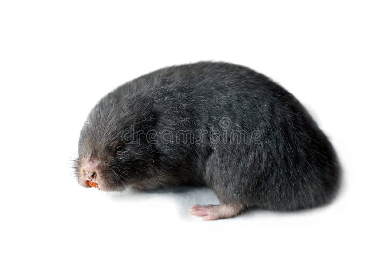 Topo De Asia En El Fondo Blanco Imagen de archivo - Imagen de nadie ...