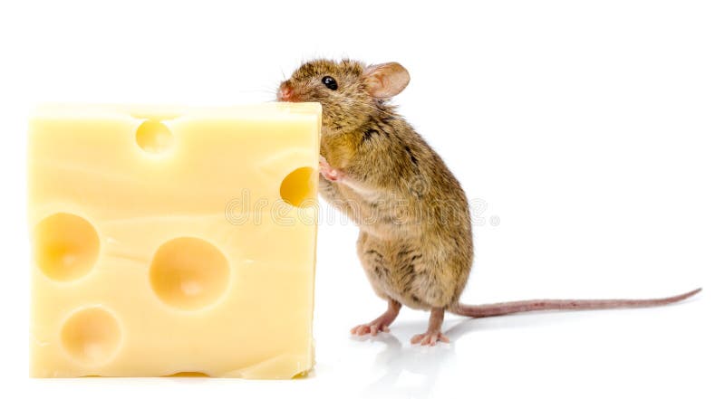 Topo Che Mangia Formaggio Foto - Foto Stock Gratis e Royalty-Free da ...