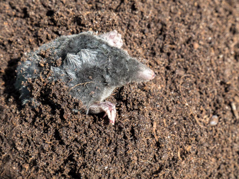 Topo en topera imagen de archivo. Imagen de exterior - 55379369