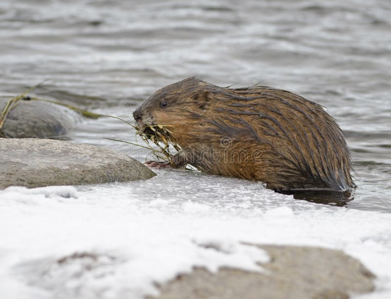 Castoro Muschiato Con Abbondanza Fluviale Fotografia Stock - Immagine ...