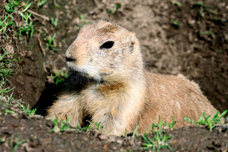 Topo Que Levanta De Un Agujero Foto de archivo - Imagen de perro ...