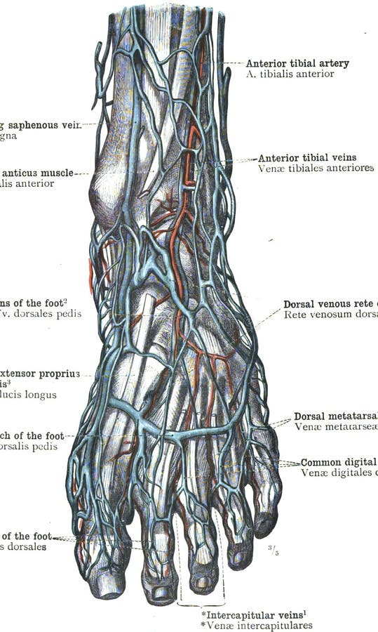 Topografia Diagramei Anatomiei Arterelor Piciorului Stock Illustration ...
