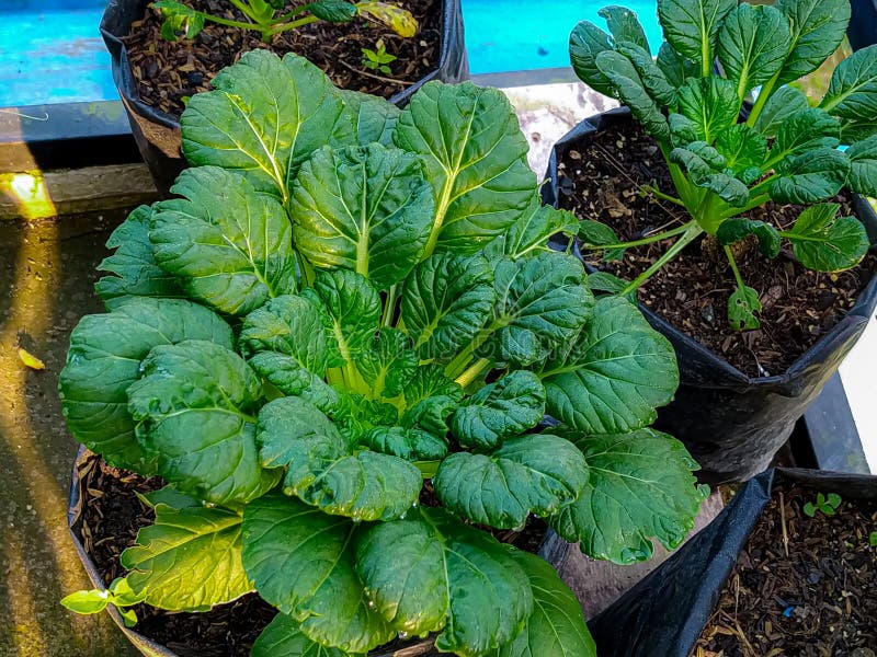 Topp view of sawi pagoda stock photo. Image of colours - 337783774