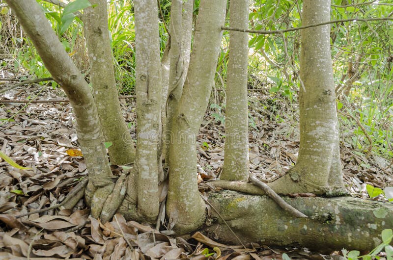 Vertical Branches from Horizontal Tree Stock Image - Image of grows ...