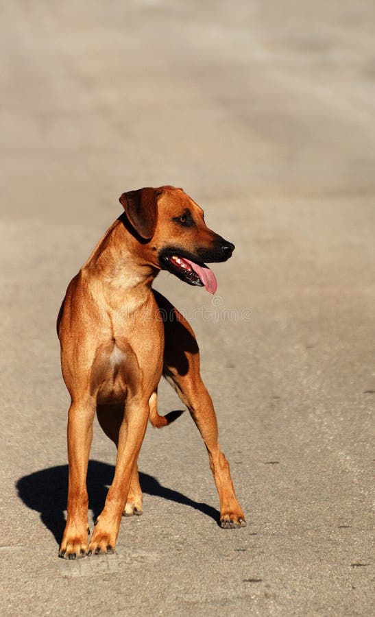 Toppen vaken stor hund fotografering för bildbyråer. Bild av plattform ...