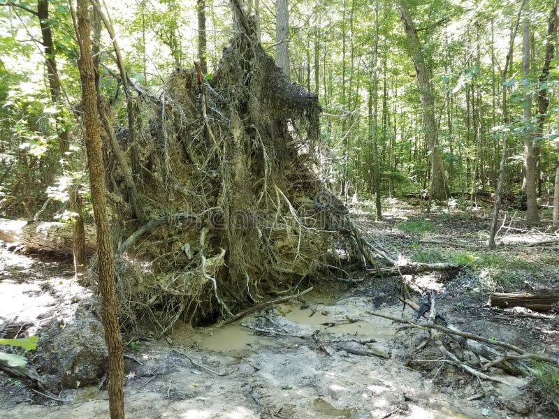 Toppled Tree with Roots in Forest or Woods and Mud Stock Photo - Image ...