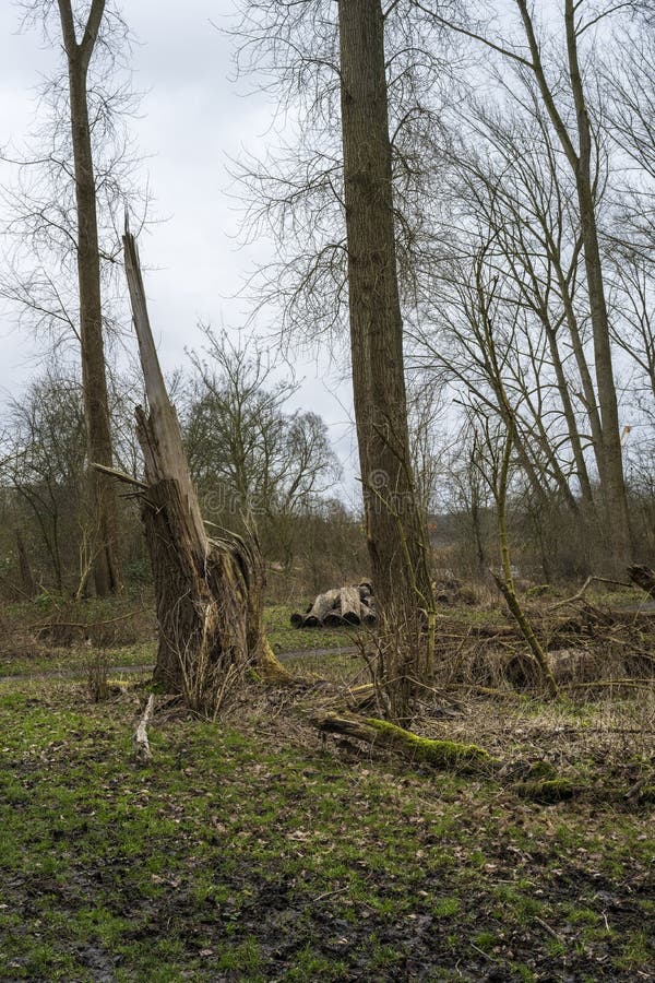 Toppled Trees Trunk in the Forest after a Storm Stock Image - Image of ...