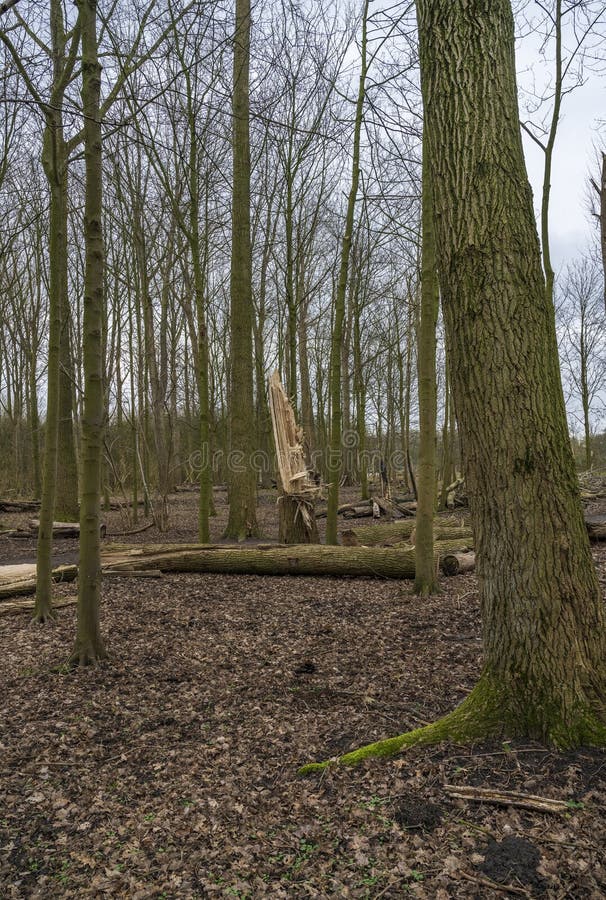 Toppled Trees Trunk in the Forest after a Storm Stock Photo - Image of ...