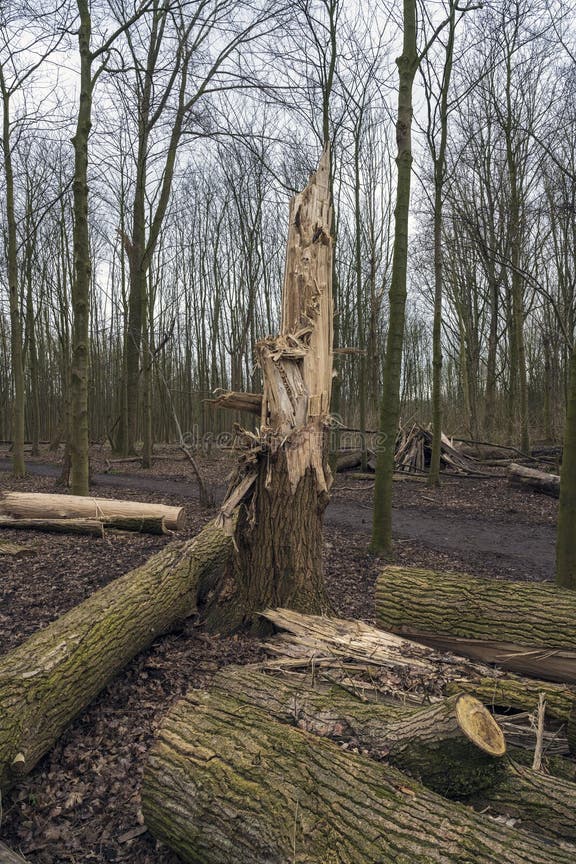 Toppled Trees Trunk in the Forest after a Storm Stock Photo - Image of ...