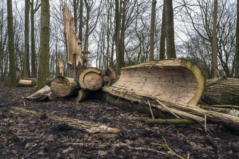 Toppled Trees Trunk in the Forest after a Storm Stock Image - Image of ...