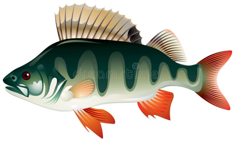 Baars vector illustratie. Illustration of toppositie - 23388308