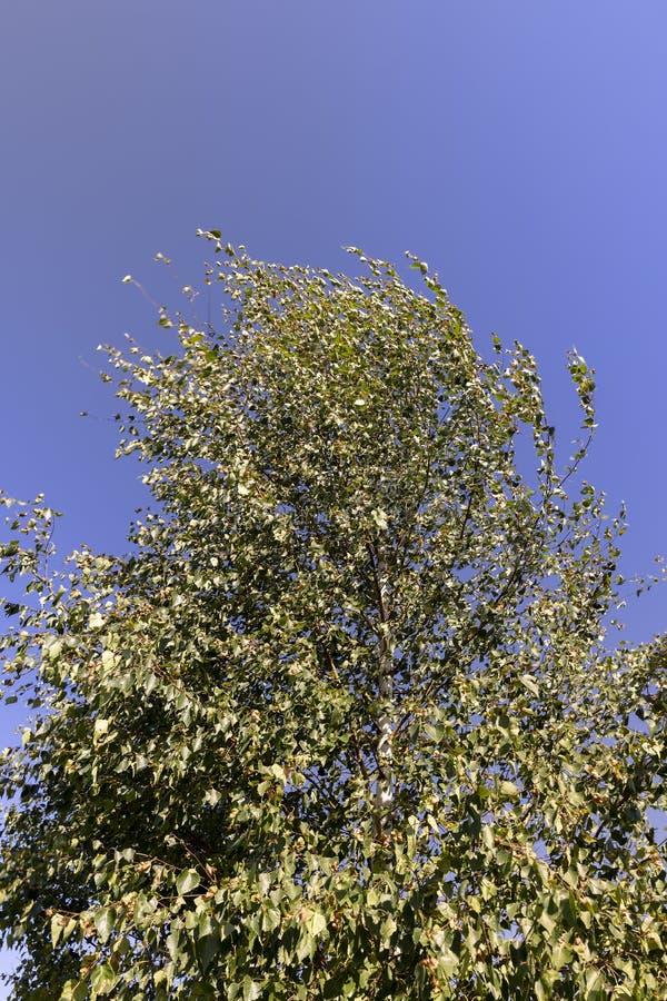 The Tops of Birch Trees in Green Foliage Stock Image - Image of green ...