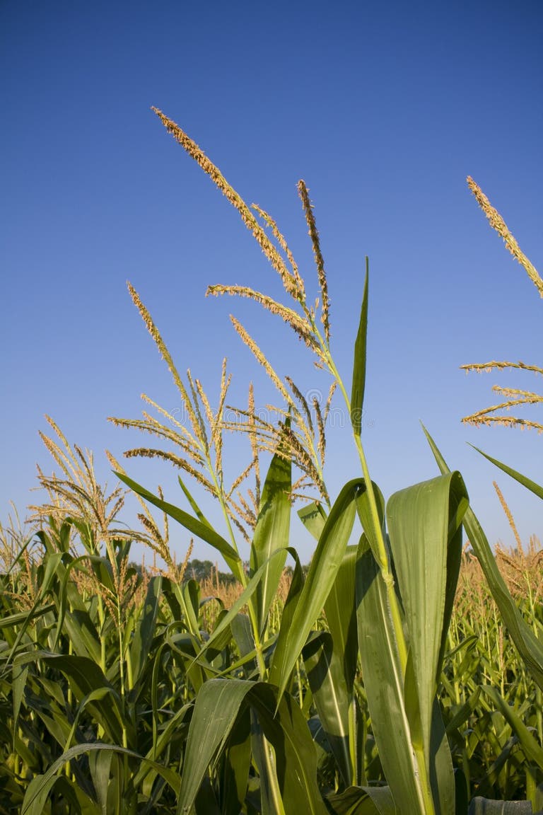 19,303 Farm Corn Sunrise Images Stock Photos - Free & Royalty-Free ...