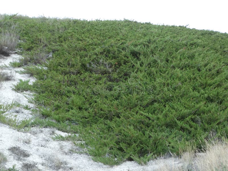 Wild juniper stock photo. Image of covered, wild, mountains - 127312932