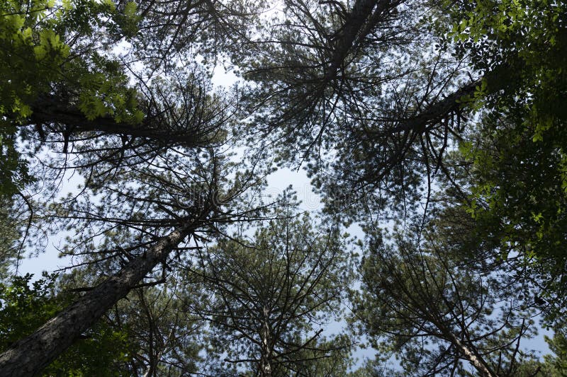 Tops, Crowns of Pine Trees, View from the Ground Stock Photo - Image of ...