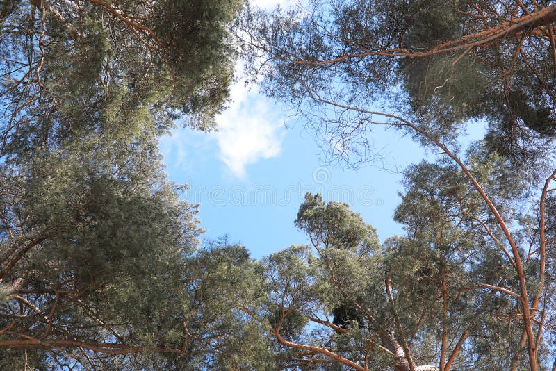 The Tops of Evergreen Trees Against the Sky Stock Photo - Image of ...