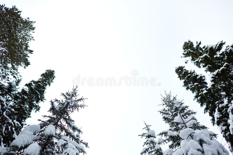 Tops of fir-trees stock photo. Image of park, cold, chilly - 63777264
