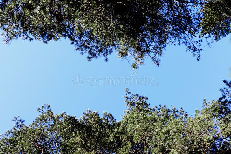 The Tops of Green Trees Against the Blue Sky Stock Photo - Image of ...