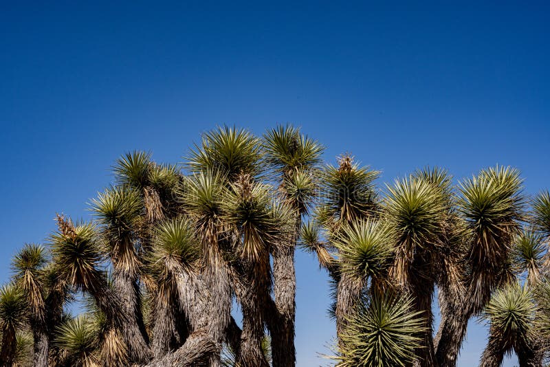 Tops of Joshua Tree Branches on Blue Sky Stock Photo - Image of ...