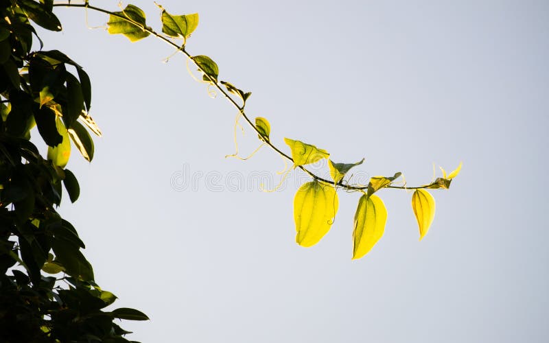 The Tops of the Leaves are Split from the Trunk. Stock Photo - Image of ...