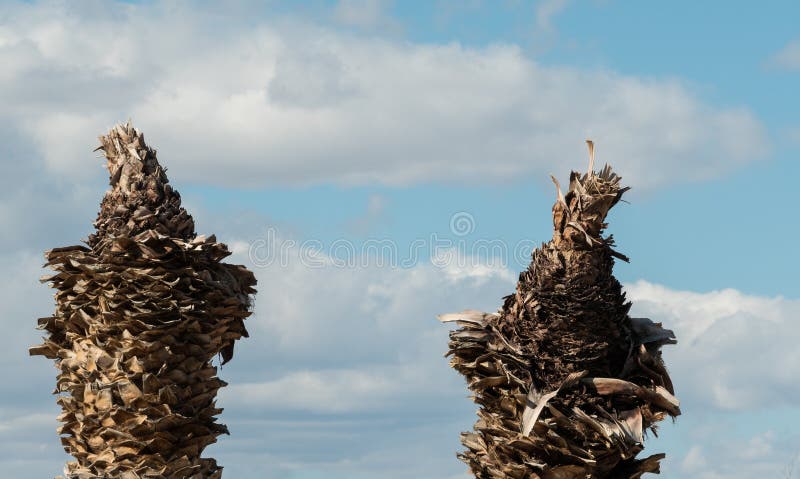 Tops of Palm Trees are Gone Stock Photo - Image of gone, ecology: 138764576
