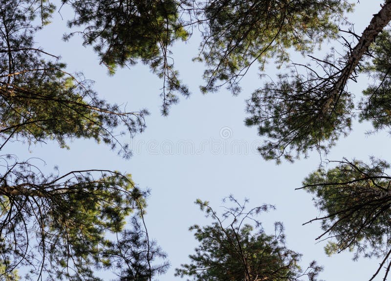 The Tops of the Pine Trees. Bottom View Stock Photo - Image of growth ...