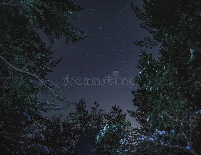 The Tops of Pine Trees in the Forest Against the Background of the ...
