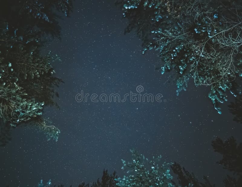 The Tops of Pine Trees in the Forest Against the Background of the ...